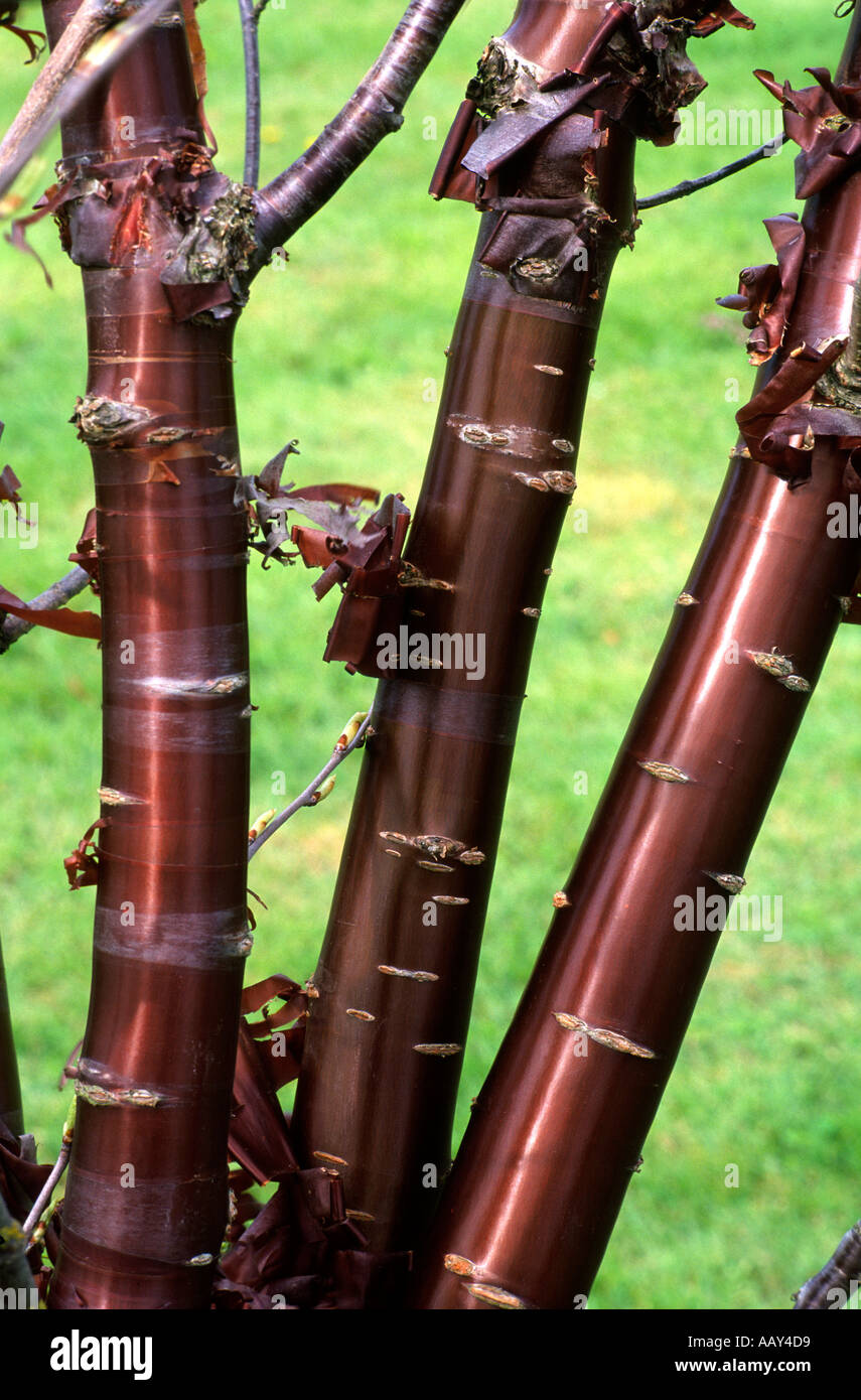 Prunus serrula Stock Photo - Alamy