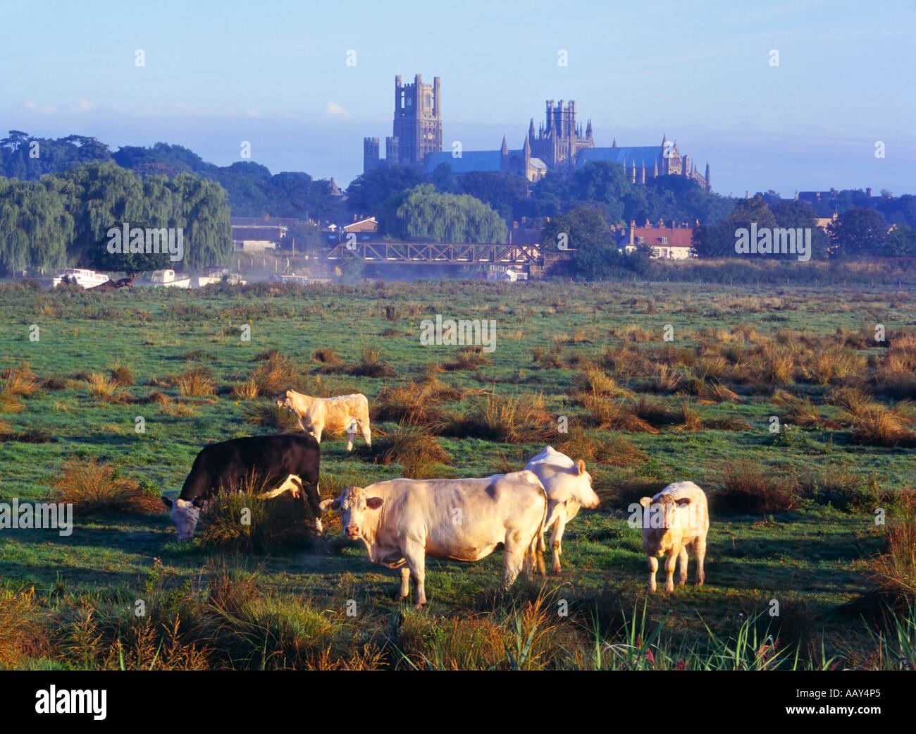 Isle of ely hi-res stock photography and images - Alamy