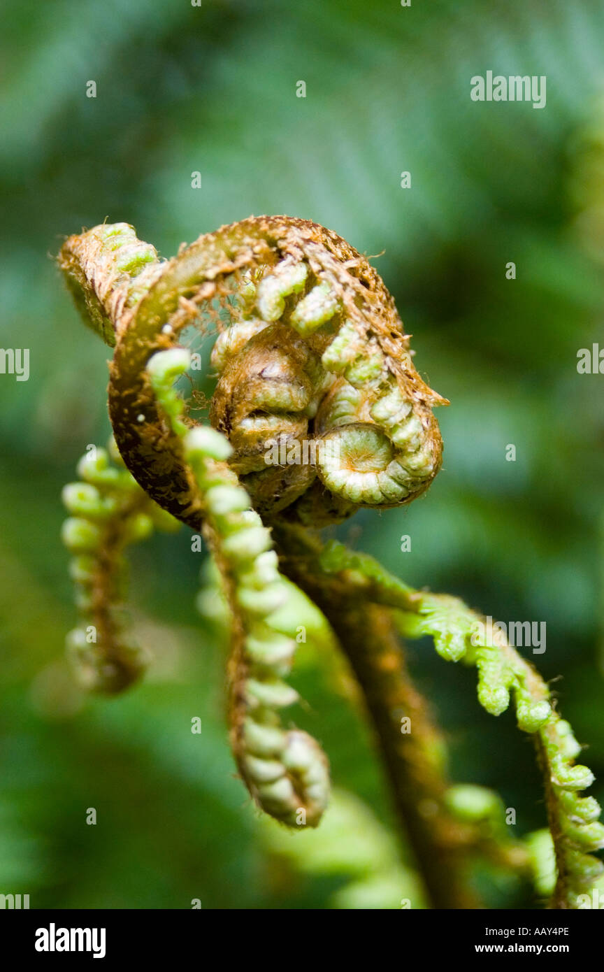 Fern, new zealand Stock Photo - Alamy