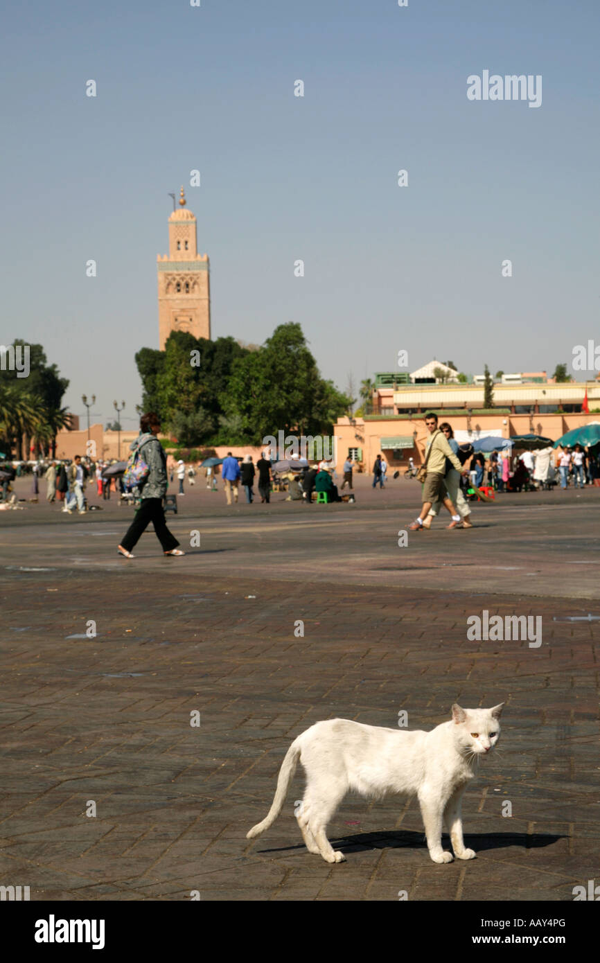 cat in the square Stock Photo - Alamy