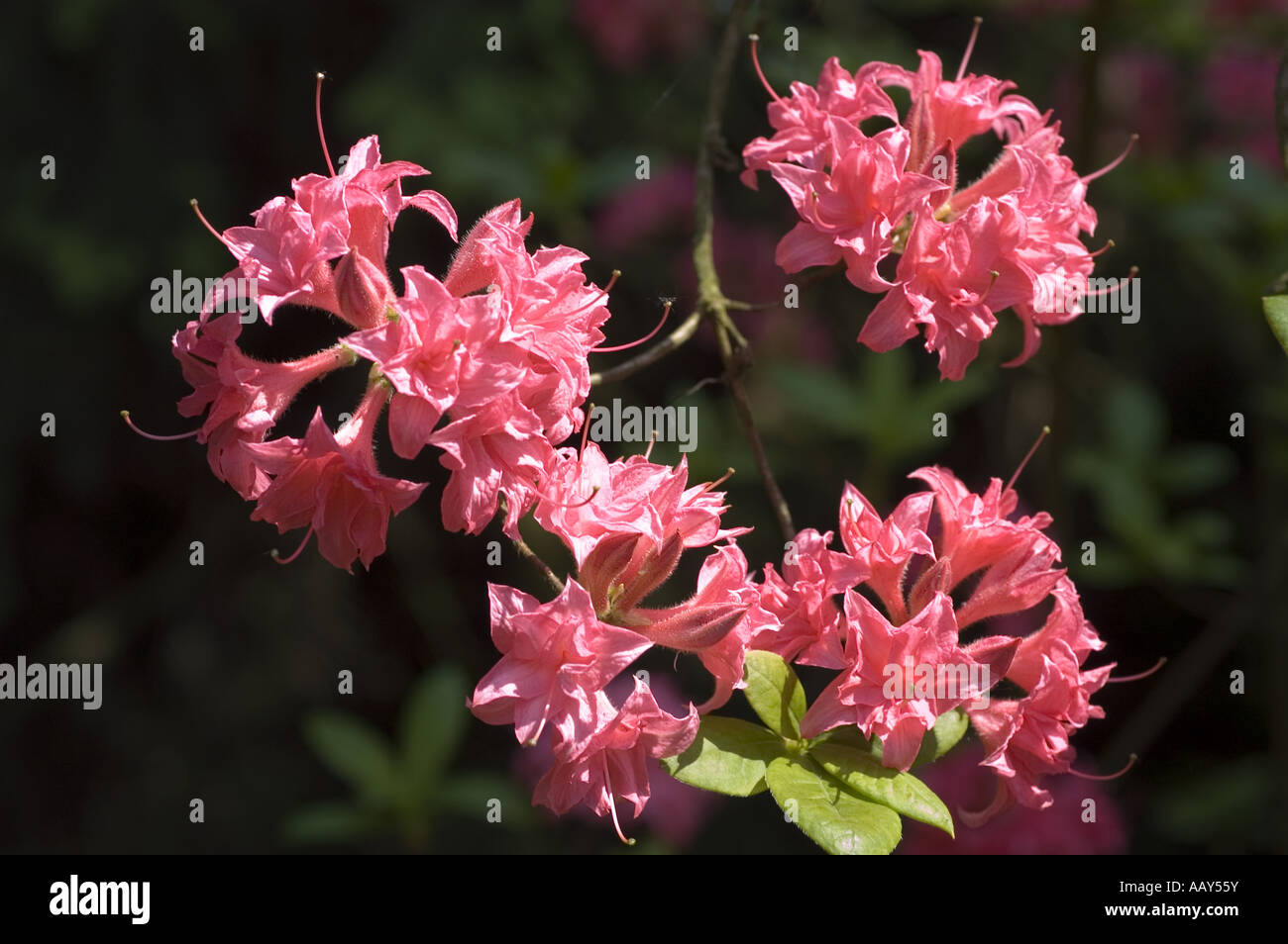 Homebush hi-res stock photography and images - Alamy