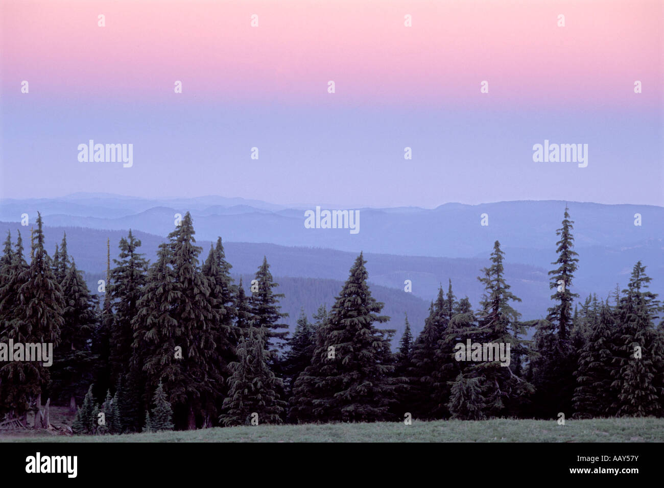 evergreen tree forests in the Pacific Northwest in the mountains of ...