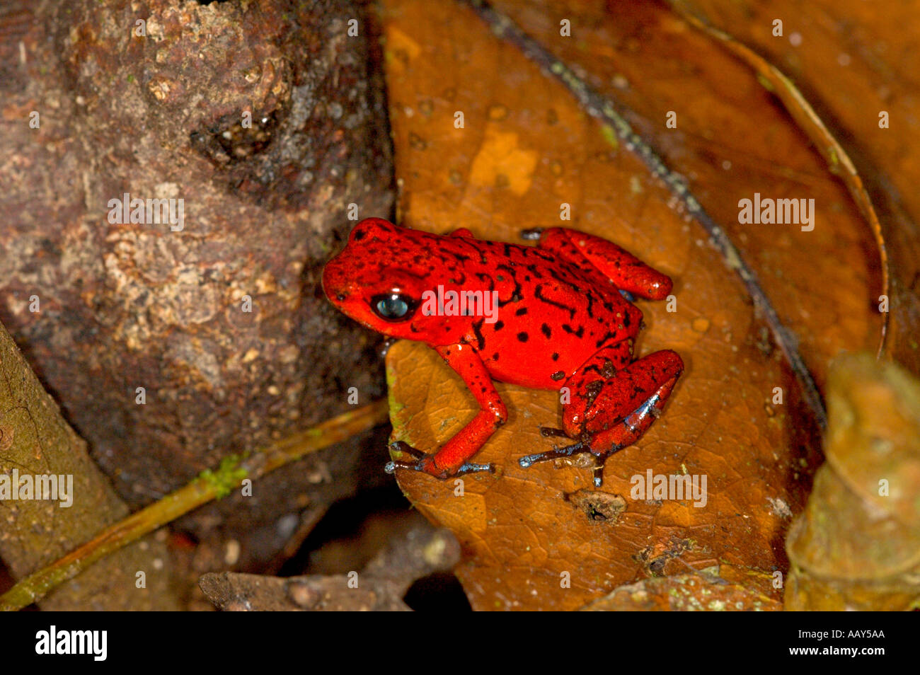 Horizontal strawberry poison dart frog dendrobates pumilio amphibia hi ...