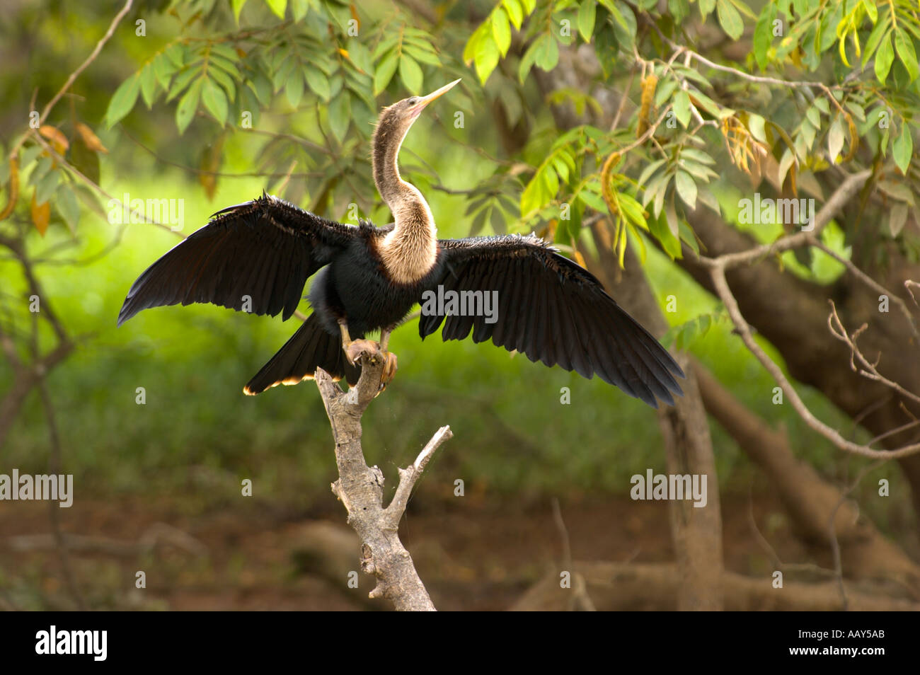 Anhinga (Anhinga anhinga) Spreading Wings on Branch Stock Photo - Alamy