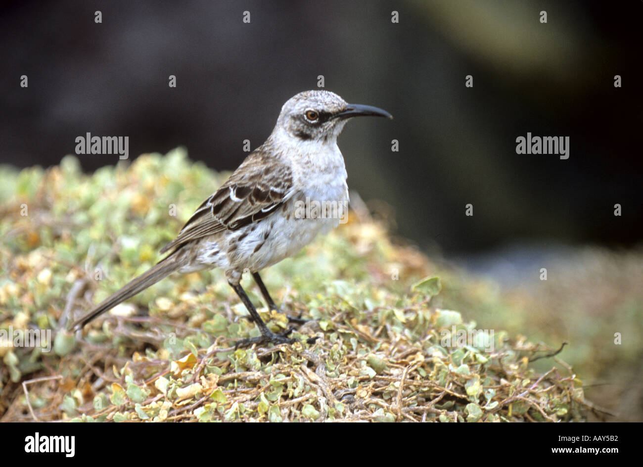 Hood Mockingbird (Nesomimus macdonaldi Stock Photo - Alamy