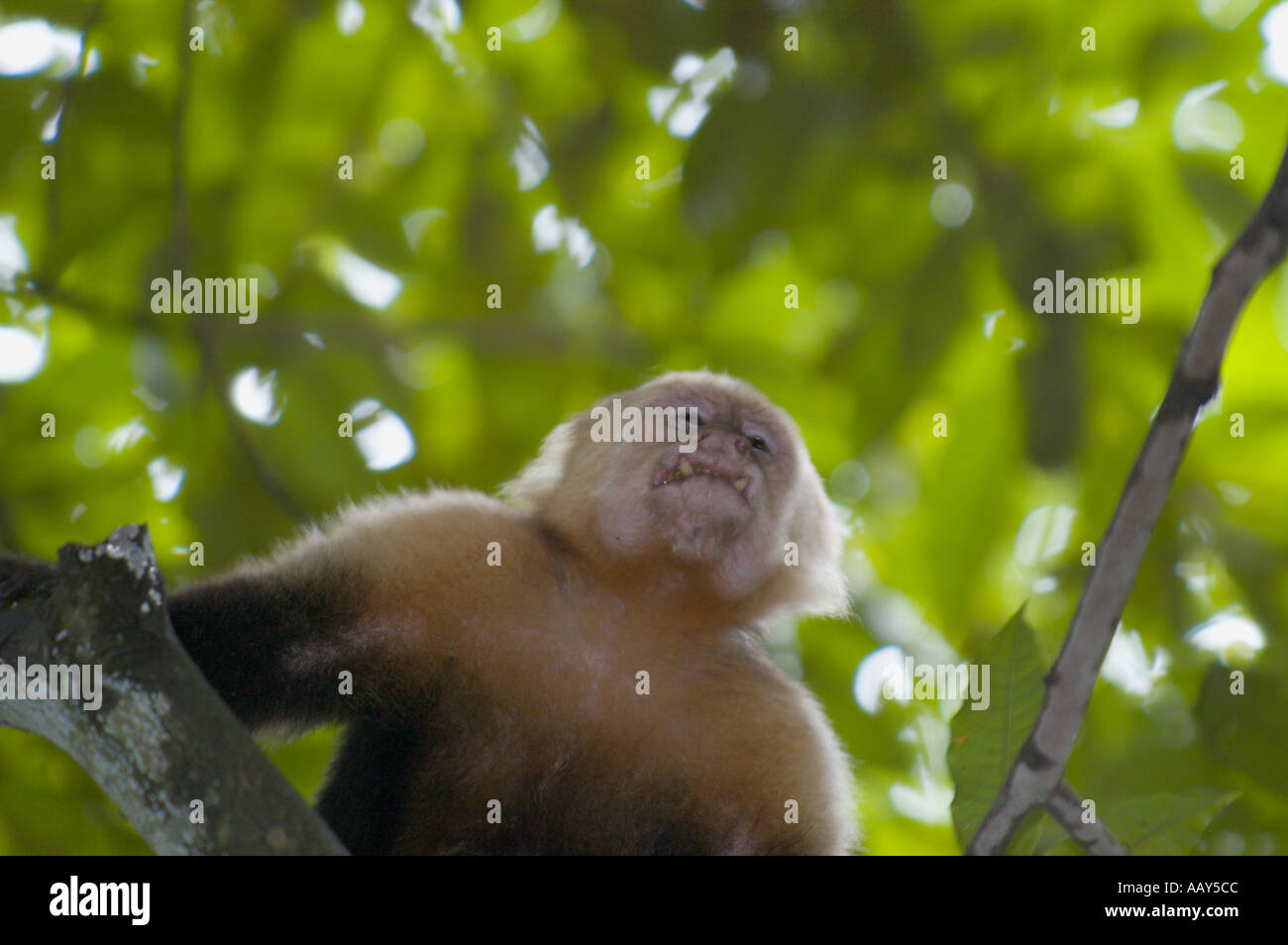 White-faced Capuchin Monkey (Cebus capucinus) Growling in Tree Stock ...