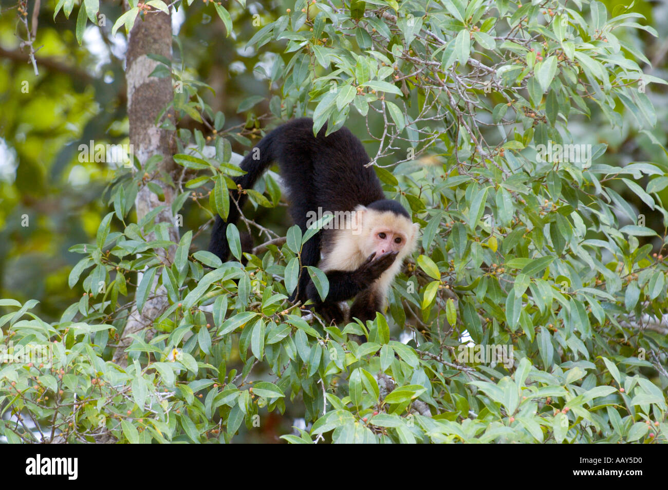White-faced Capuchin Monkey (Cebus capucinus) eating Stock Photo - Alamy