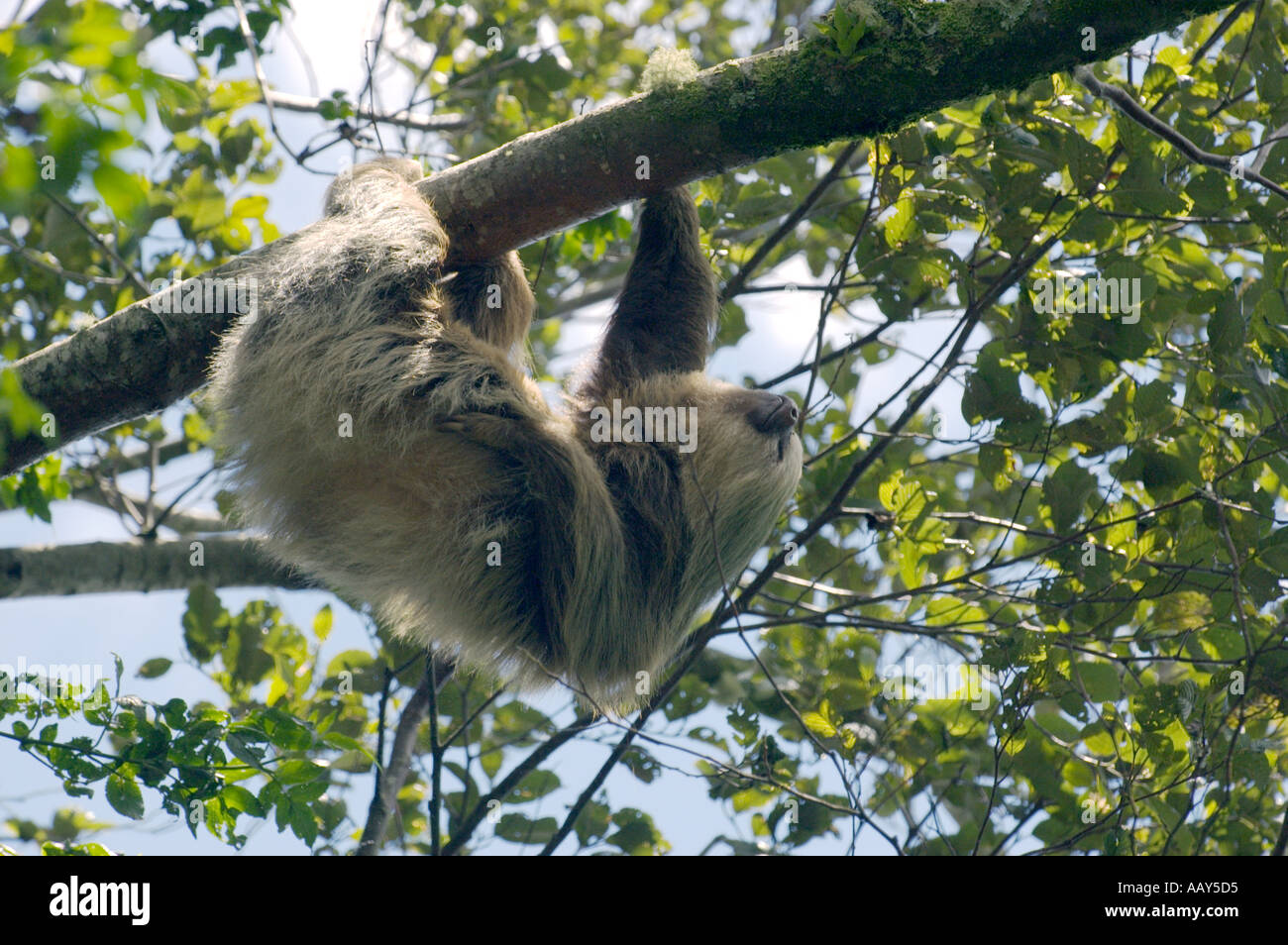Two-toed Sloth (Choloepus hoffmanni) hanging from tree limb Stock Photo ...