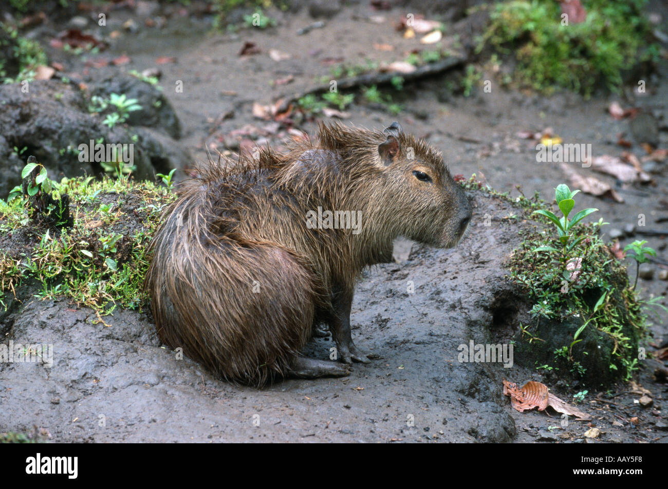 Capybara (Hydrochaeris hydrochaeris Stock Photo - Alamy