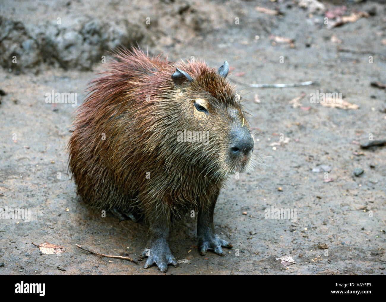 Capybara (Hydrochaeris hydrochaeris Stock Photo - Alamy