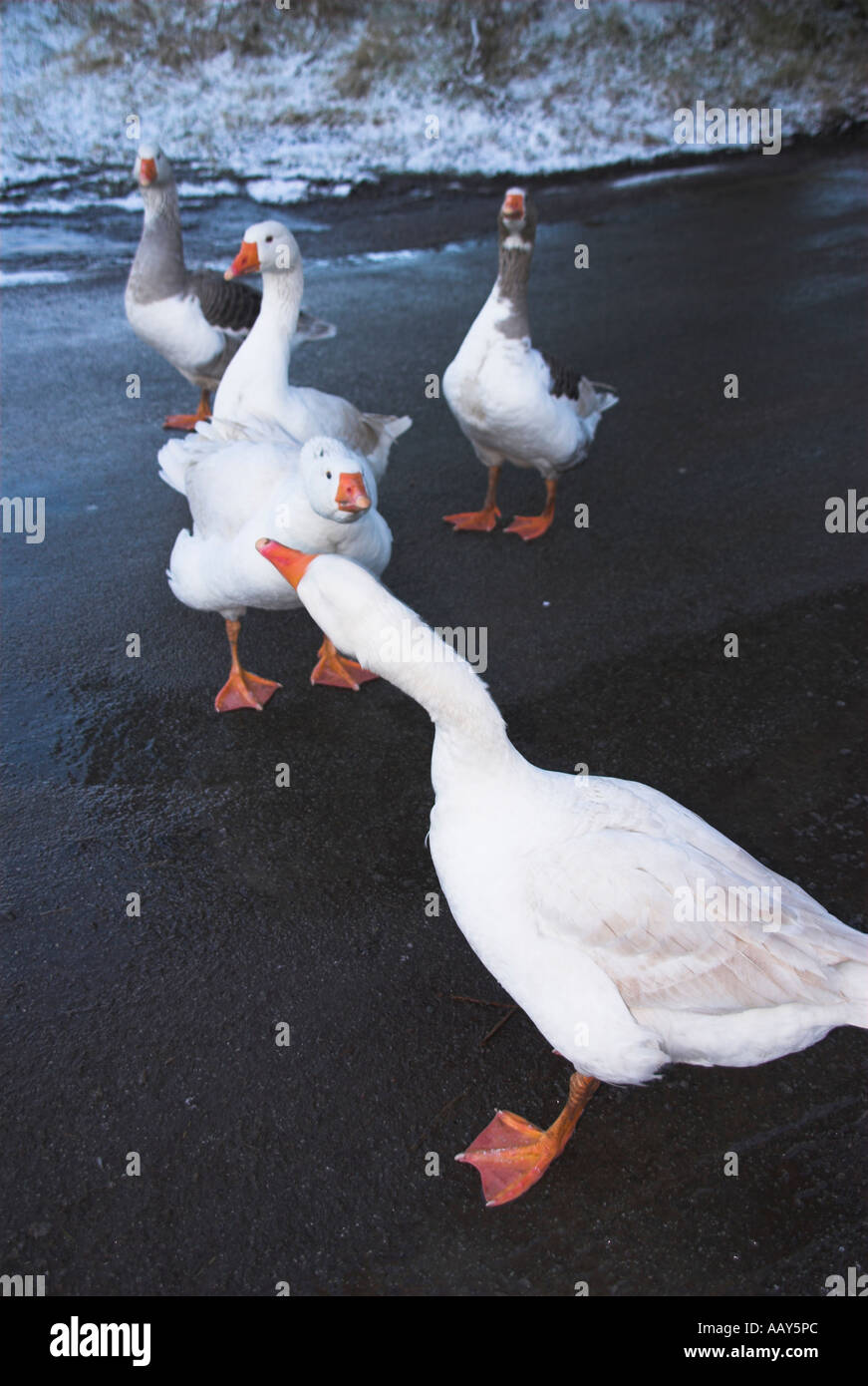 Europe flu hi-res stock photography and images - Alamy