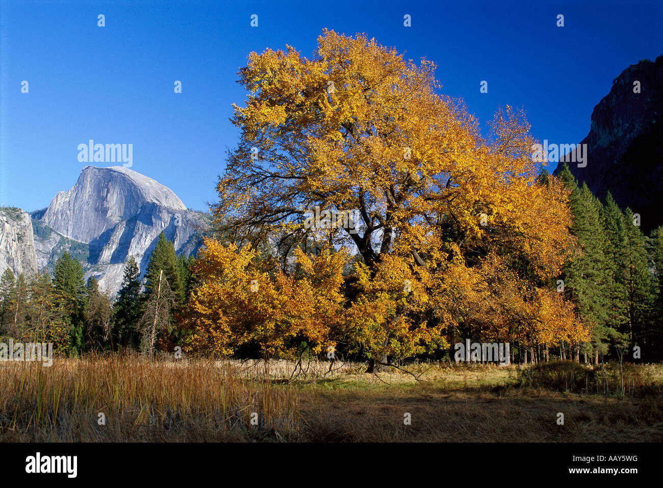 Colorful yellow oak tree in fall autumn colors in Yosemite National ...