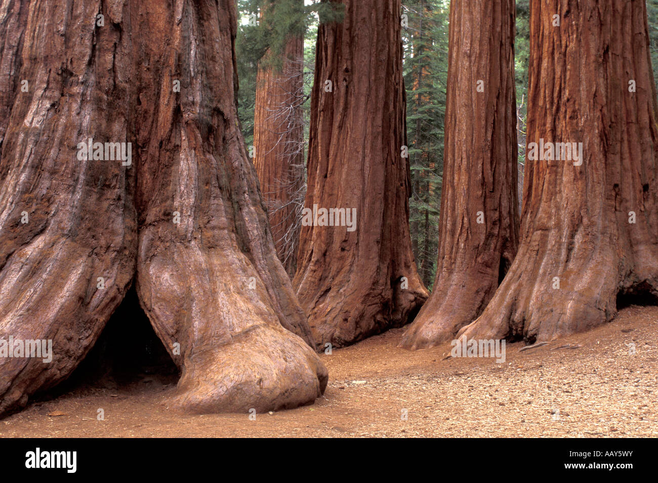 Giant Sequoias Redwood Tree Forest in Yosemite Sequoia Grove California ...