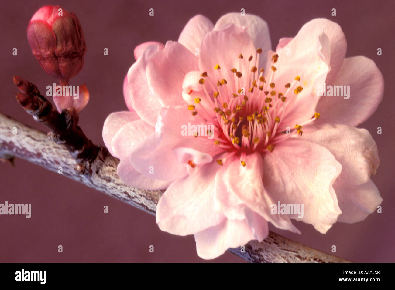 American plum tree hi-res stock photography and images - Alamy
