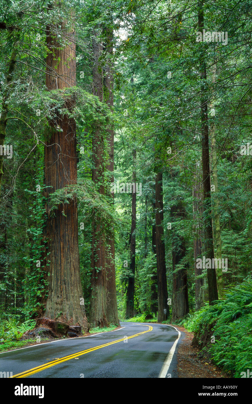 California redwood trees Avenue of the Giants preserve roadway scenic ...