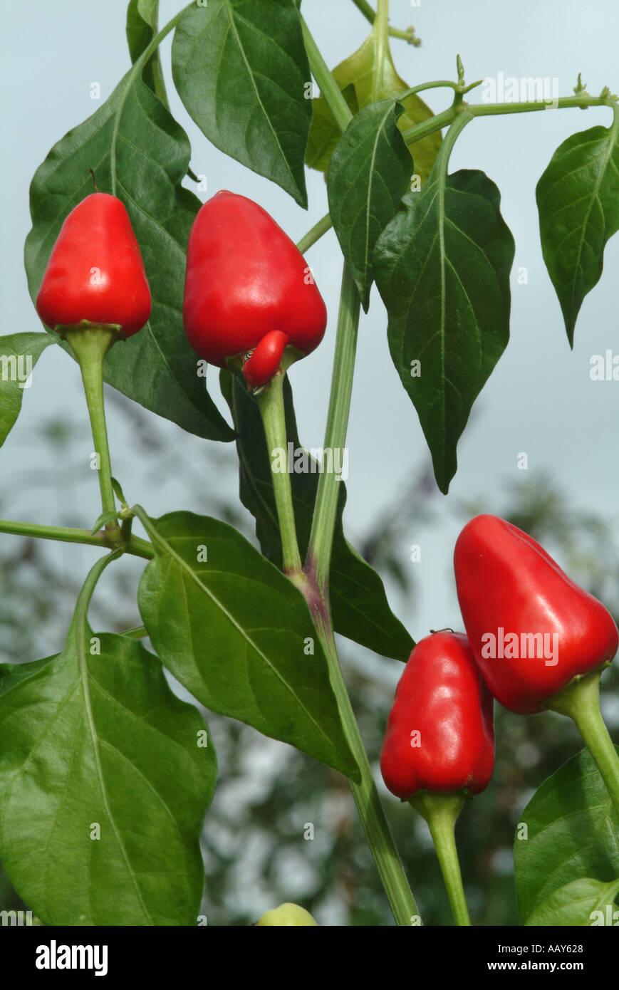 Cracker plant hi-res stock photography and images - Alamy