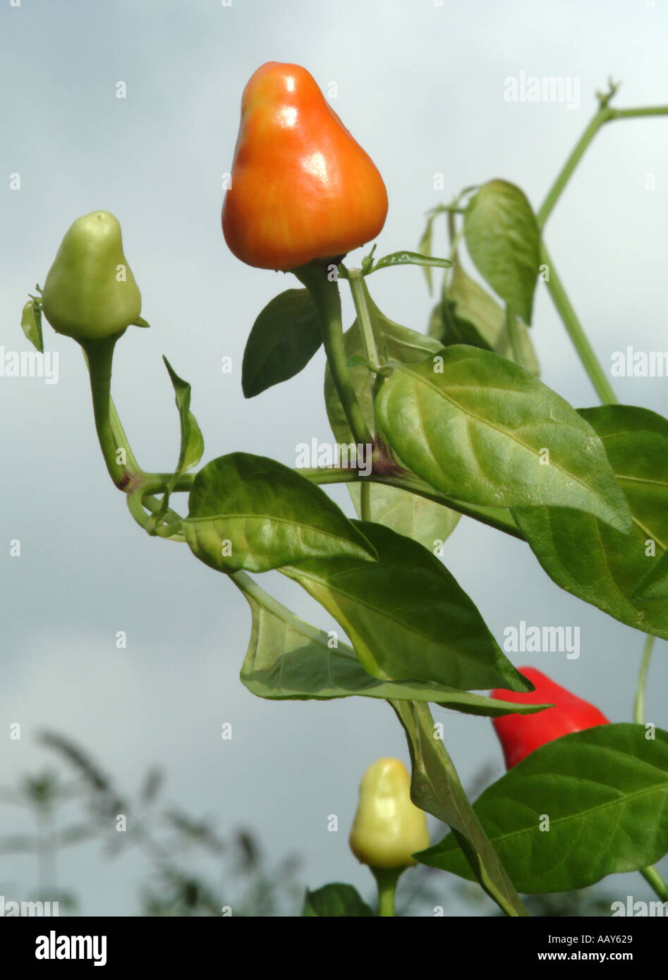 Chilli Pepper Fire Cracker Ripening in Garden Stock Photo - Alamy