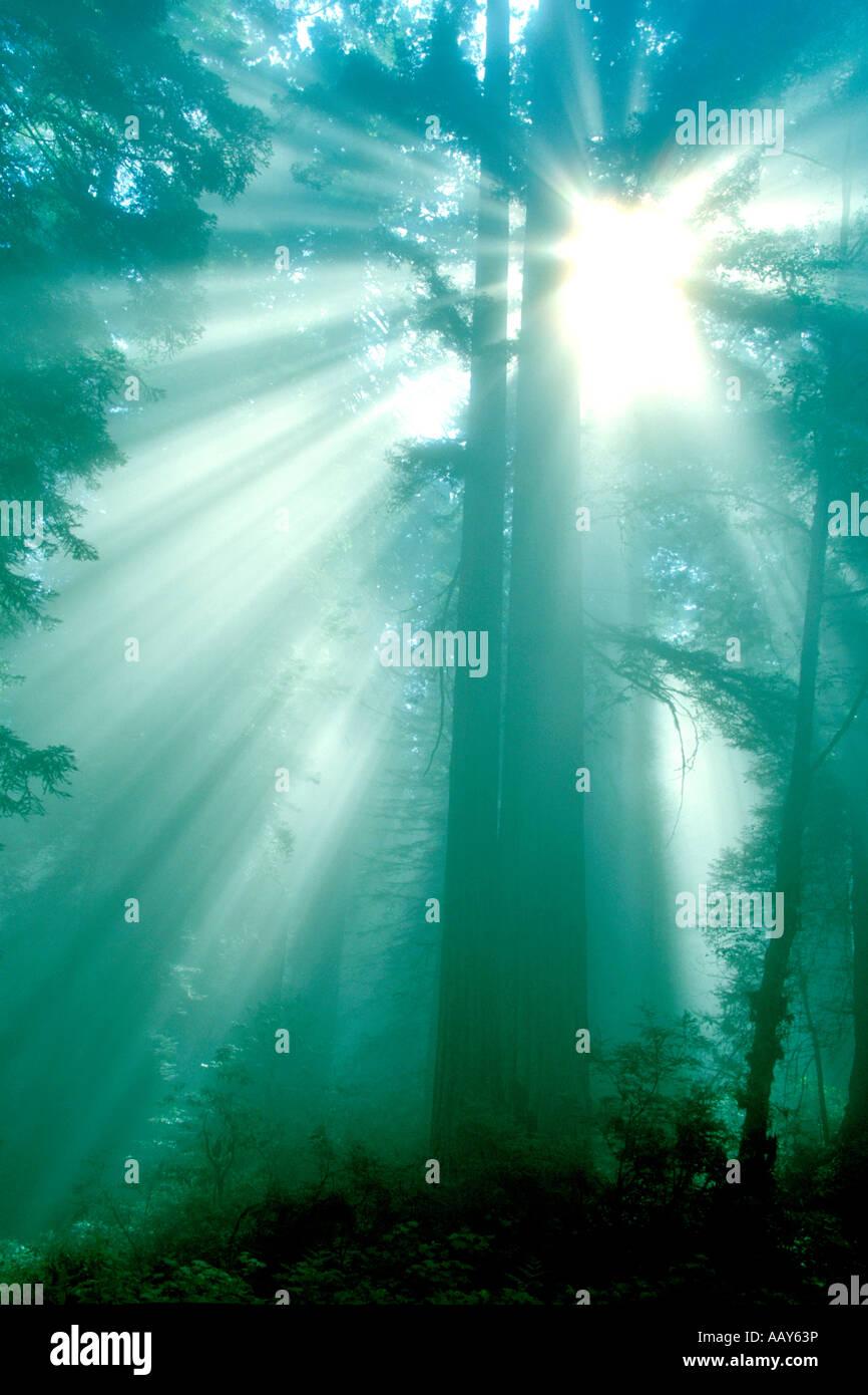 Spiritual Mystical Light Beams God Rays in Redwood Tree Forest ...