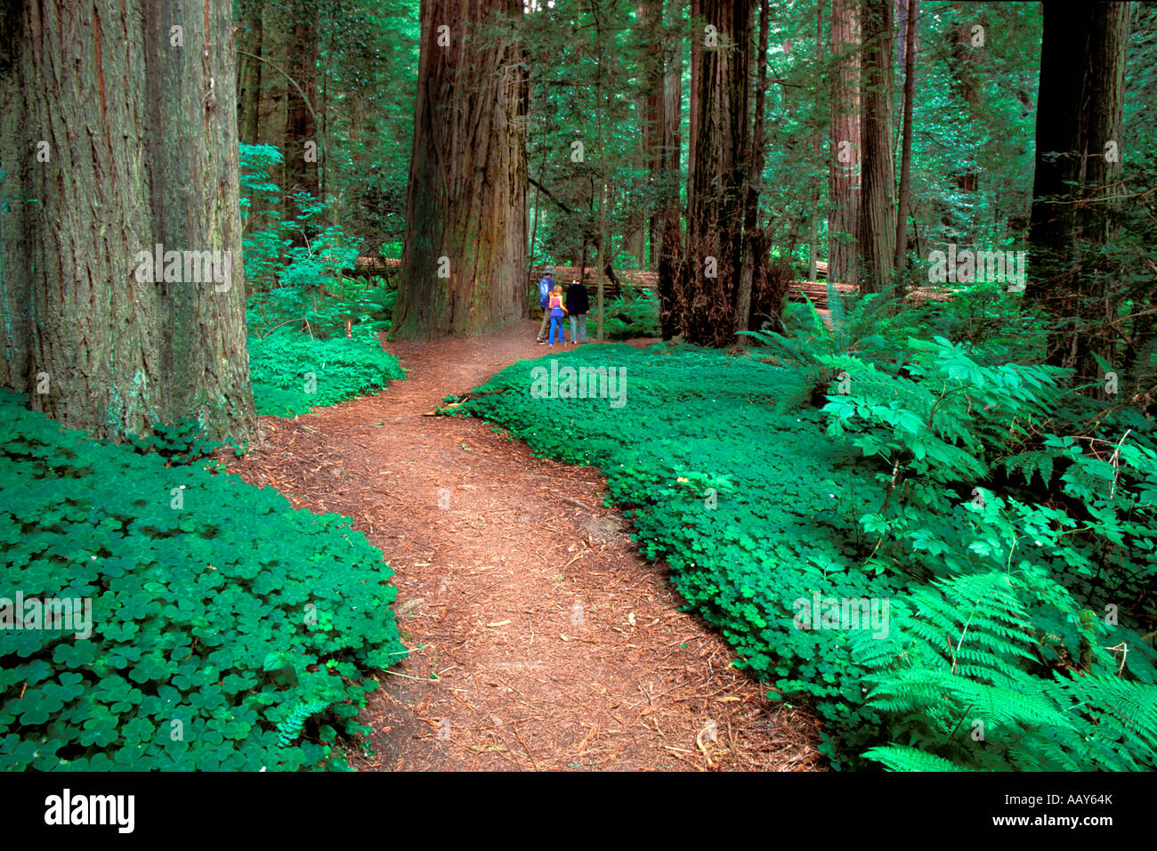 Redwood Family Tree Redwood Family Hi Res Stock Photography And Images