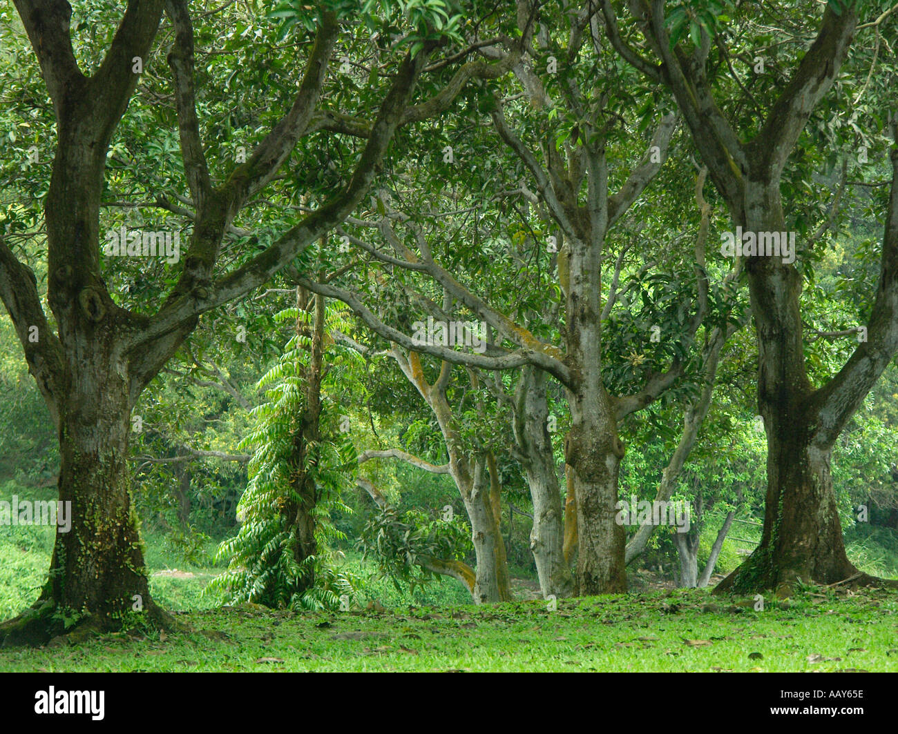 Inside the Japanese Garden Stock Photo - Alamy