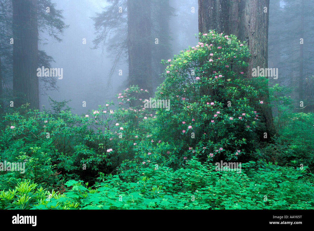 Redwood Tree Forest with Fog and Rhododendrons Redwood National Forest ...