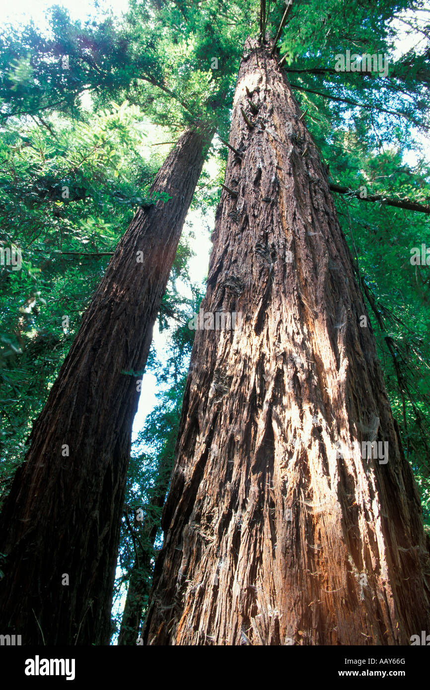 Giant Coast Redwood Tree Forest showing bark detail in Canyon ...