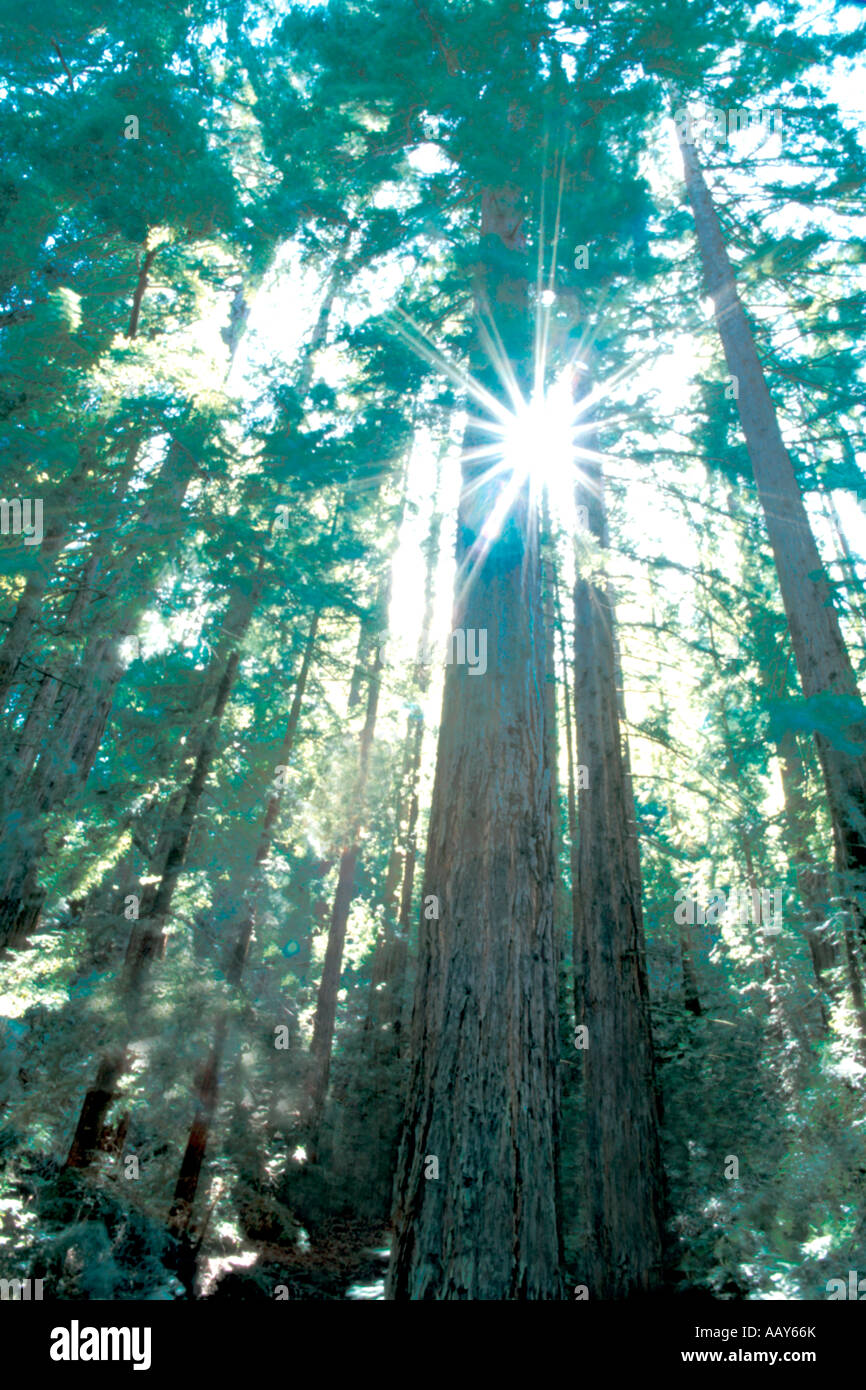 Light in a forest of Giant Redwood Trees in Redwood National Forest ...