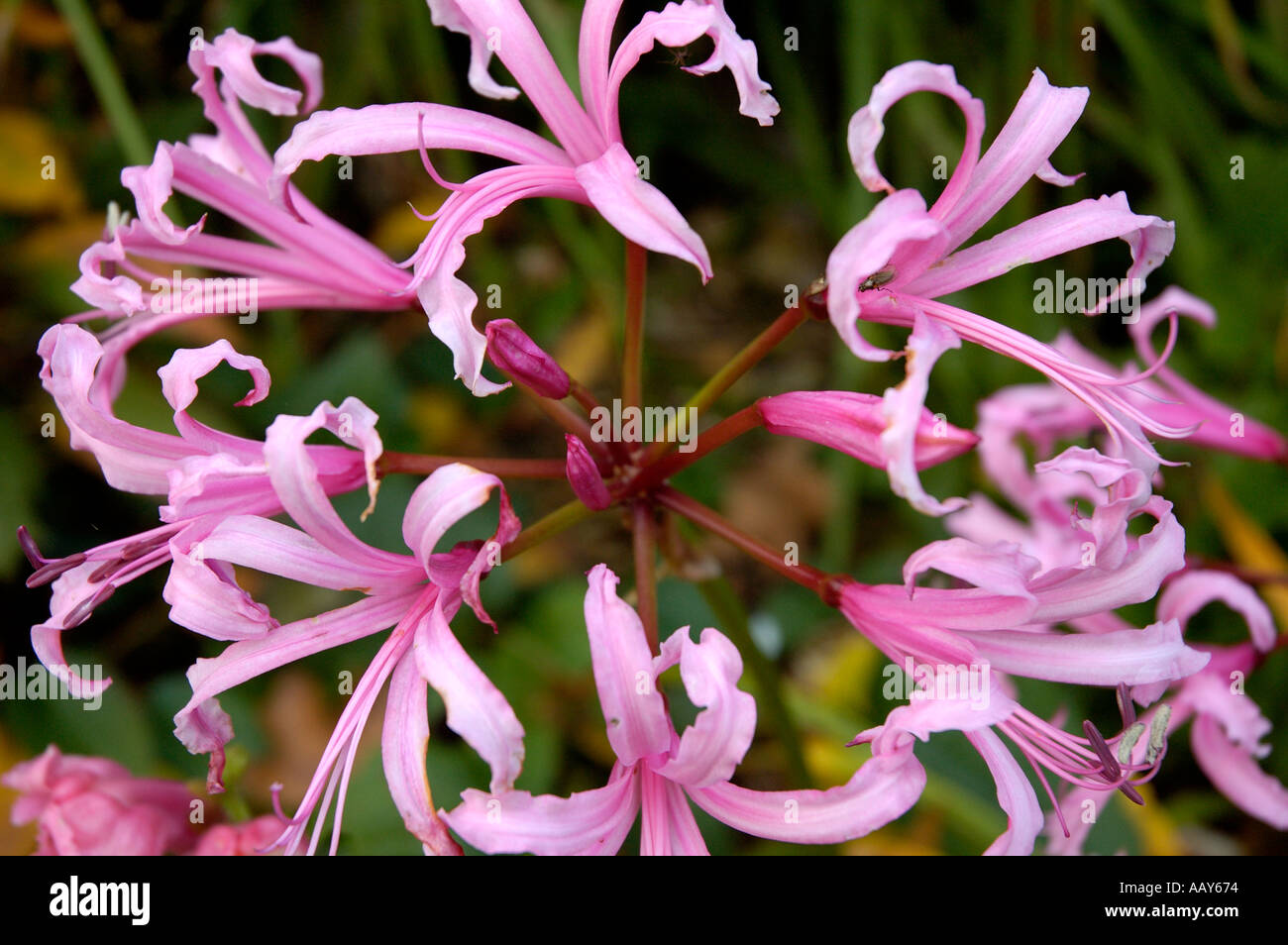 Rosette flowers hi-res stock photography and images - Alamy