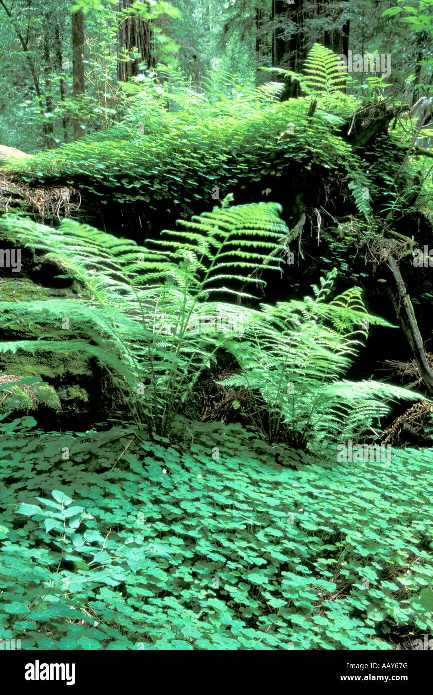 Giant ferns on the lush forest floor of a Redwood Tree Forest ...