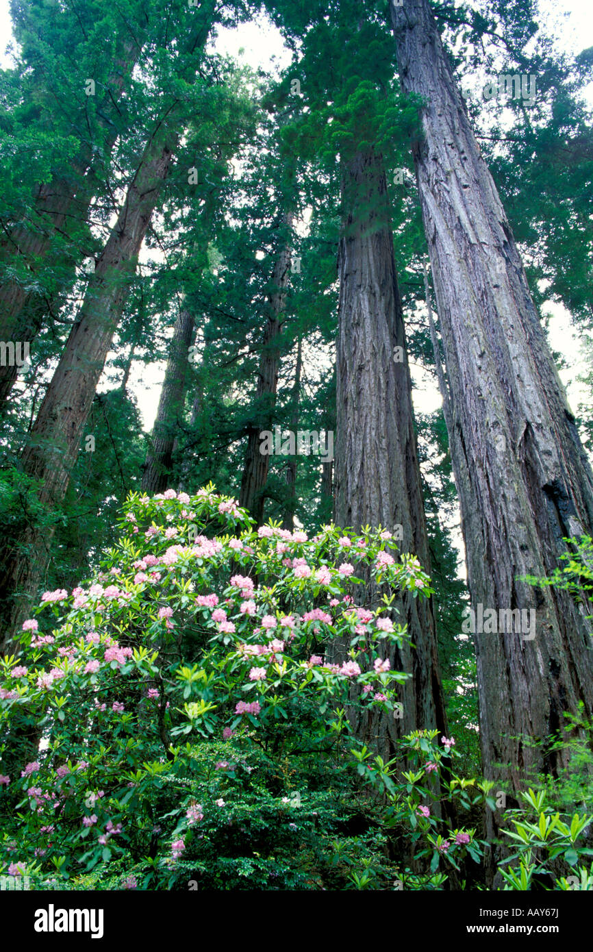 Redwood Trees in Redwood National Forest with rhododendron flowers in ...