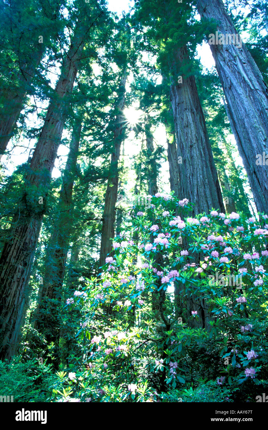 Redwood Tree Forest with Rhododendrons Flowers in bloom Redwood ...