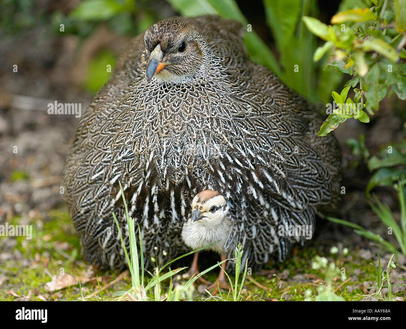 Cape Francolin francolinus capensis with baby chick Stock Photo - Alamy