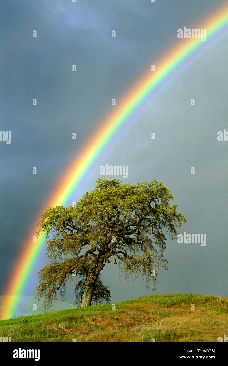 End of the brilliant lucky Rainbow with Oak Tree Stock Photo - Alamy