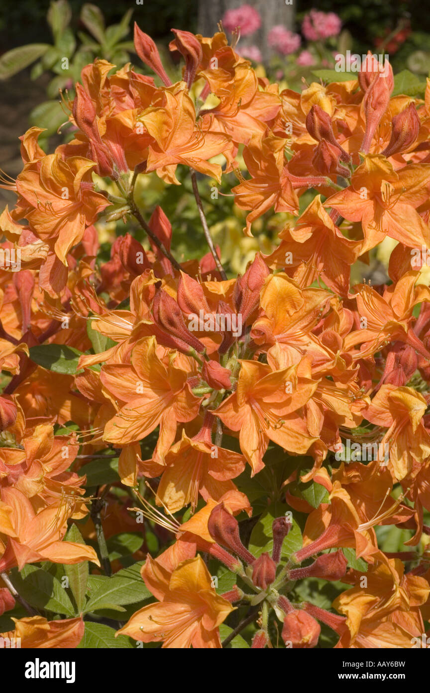 Orange Azalea spring flowers close up - Rhododendron var Homebush Stock ...