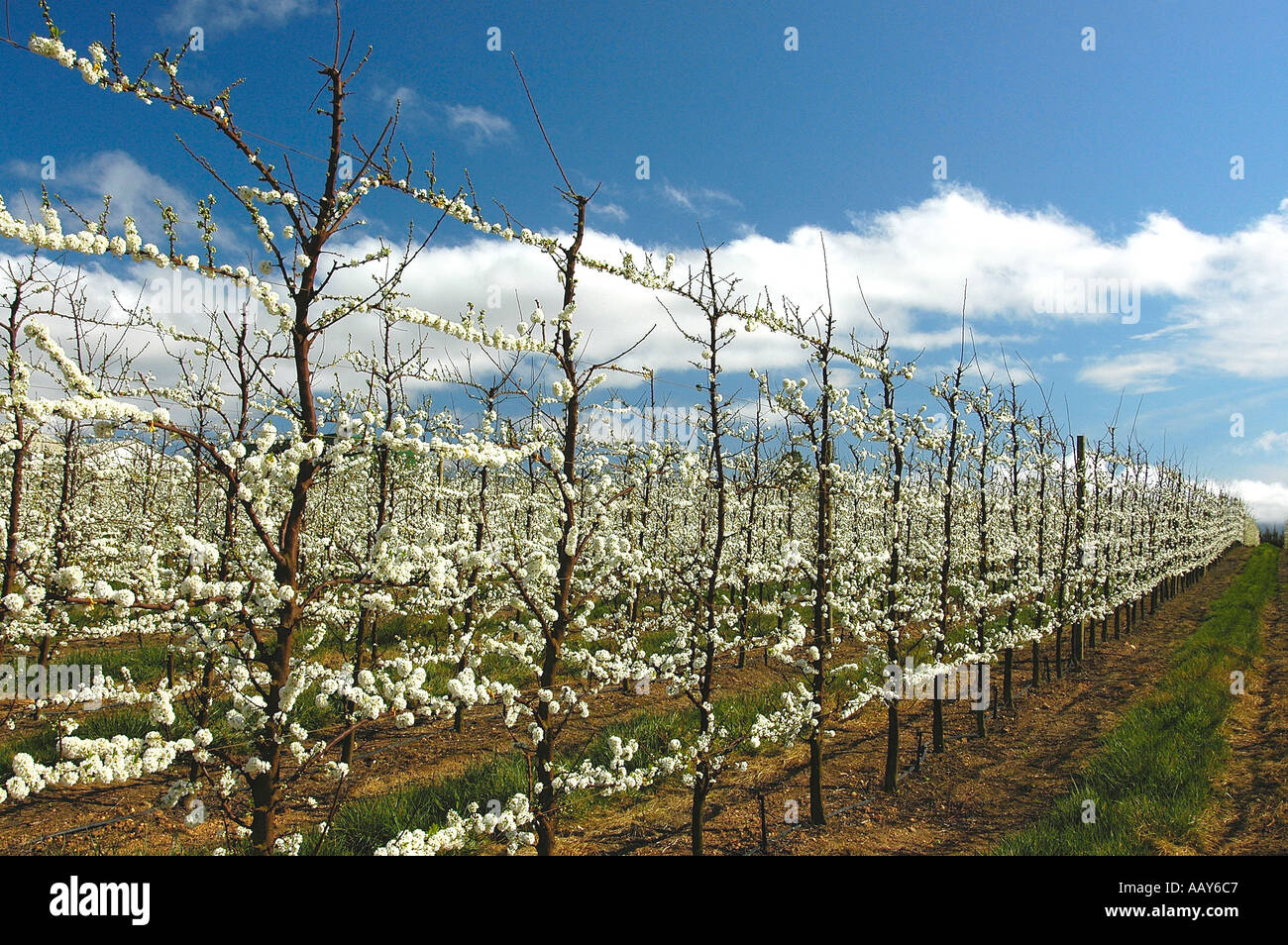 Western cape orchards hi-res stock photography and images - Alamy