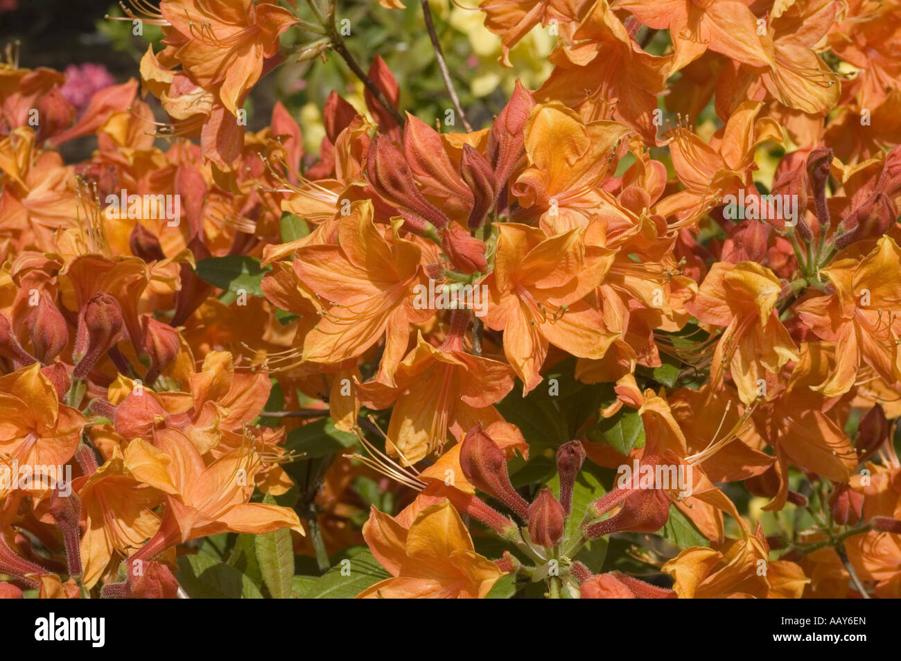 Orange Azalea spring flowers close up - Rhododendron var Homebush Stock ...
