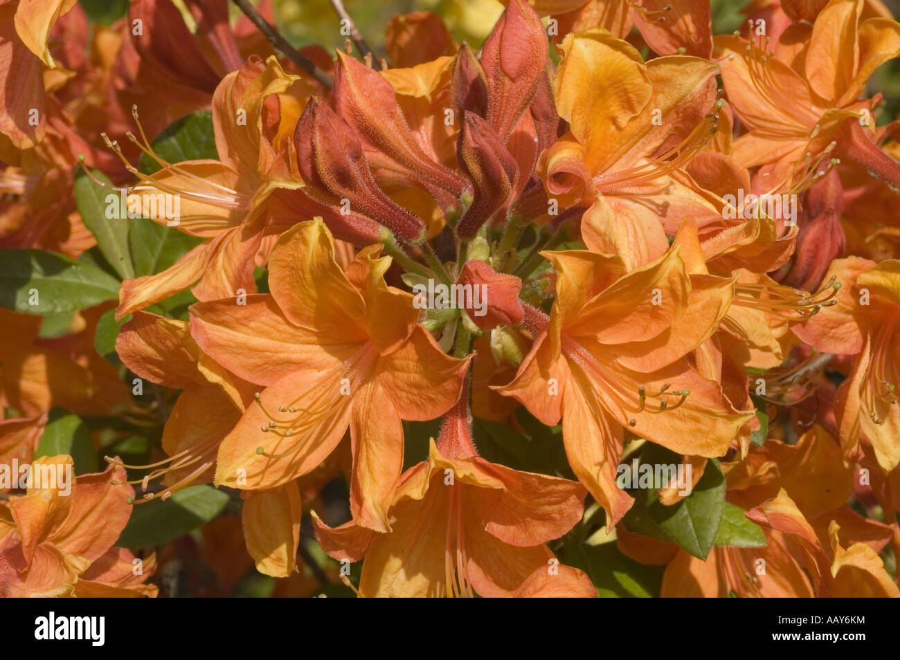 Orange Azalea spring flowers close up - Rhododendron var Homebush Stock ...
