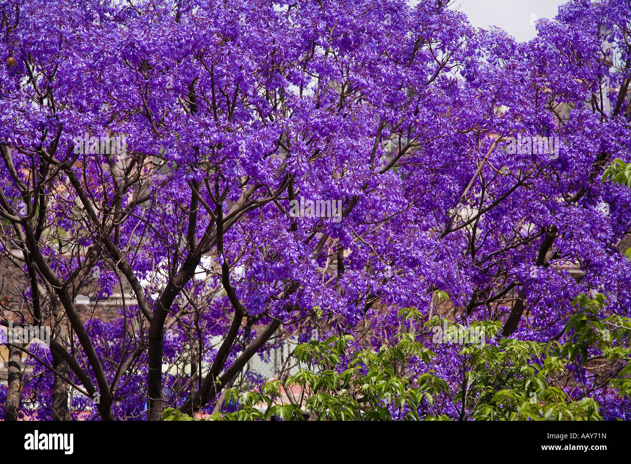 Blue Jacaranda, Jacaranda mimosifolia,Black Poui,ornamental plants Stock Photo - Alamy