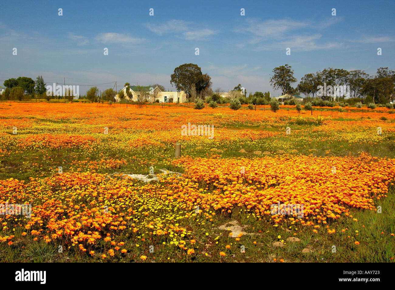 Namaqua daisies in Nieuwoudtville Namaqualand South Africa Stock Photo ...