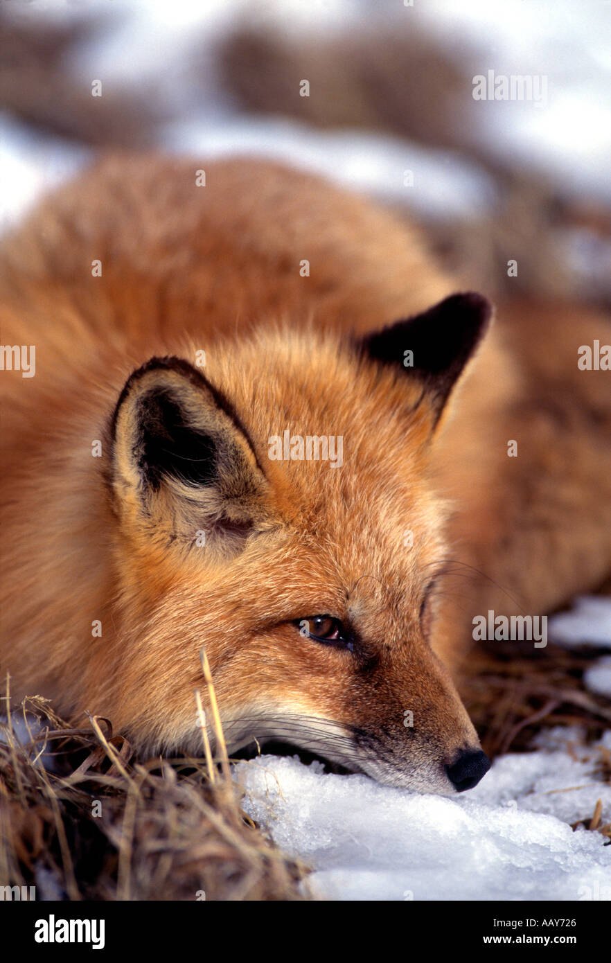 Snoozing red fox hi-res stock photography and images - Alamy