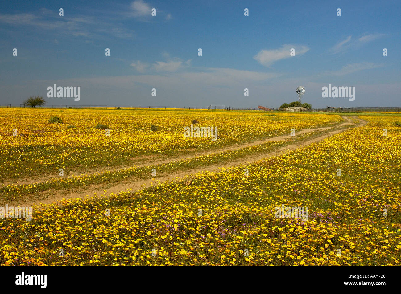Namaqua daisies Namaqualand South Africa Stock Photo - Alamy