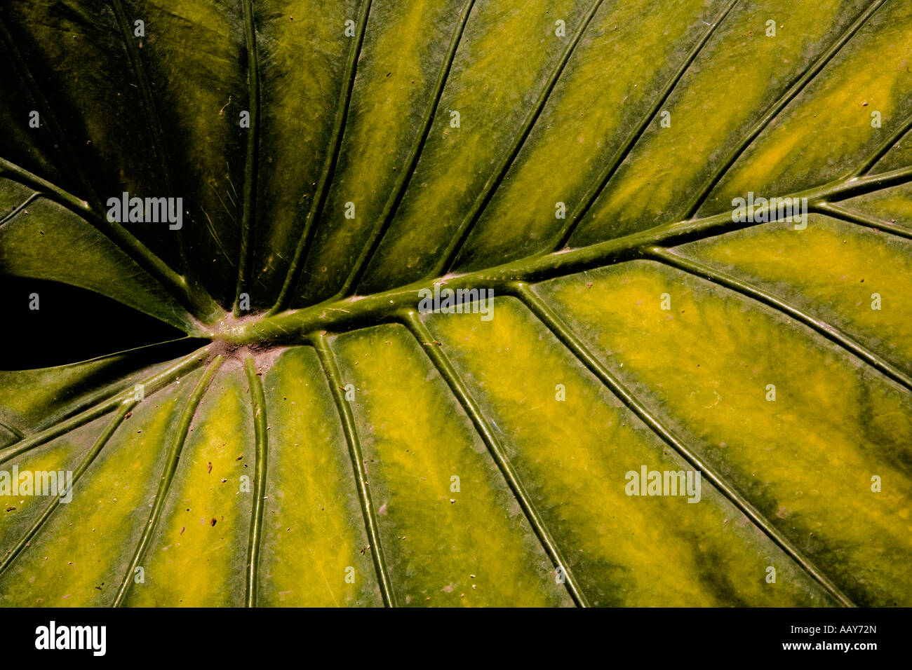 flowering plant, large leaf,in the family Araceae, elephant ears, taro ...