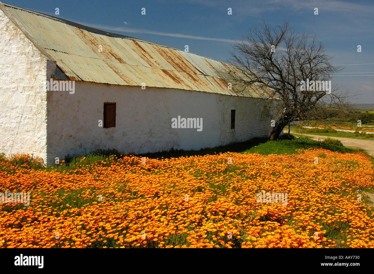 Karoo spring hi-res stock photography and images - Alamy
