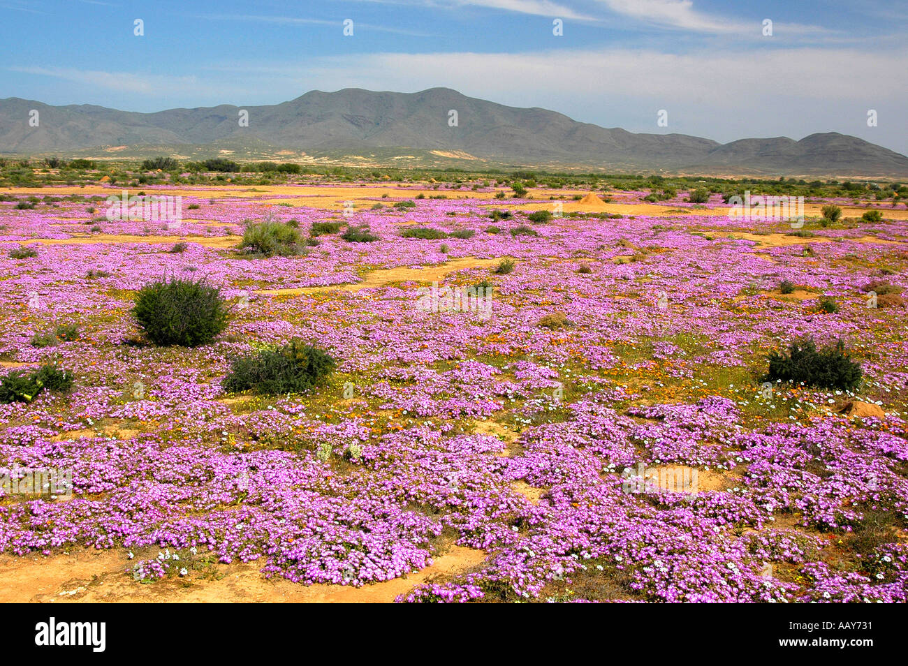 Vygies hi-res stock photography and images - Alamy