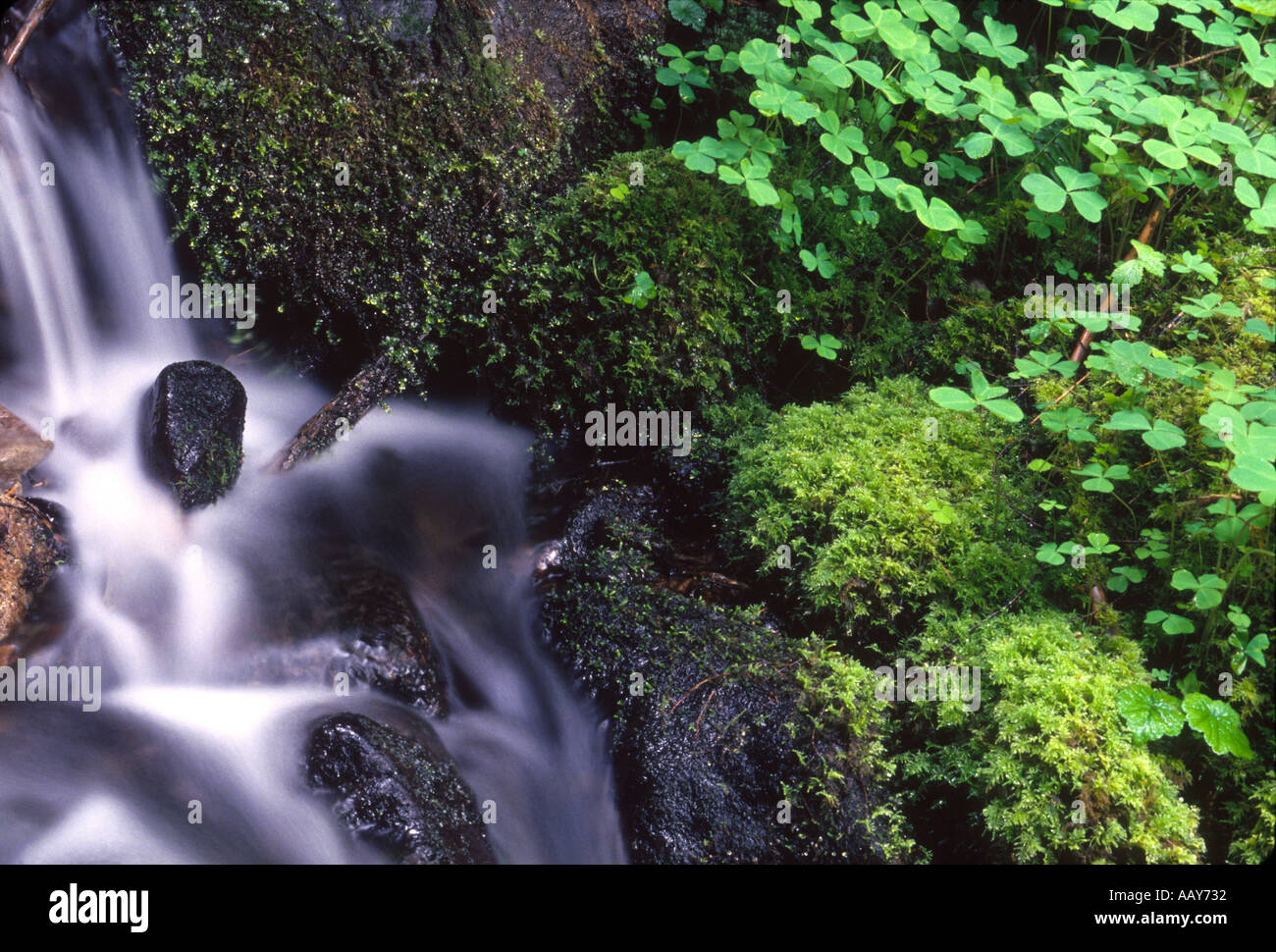 Stream flows through mossy rocks and Oregon oxalis, Mount Rainier ...