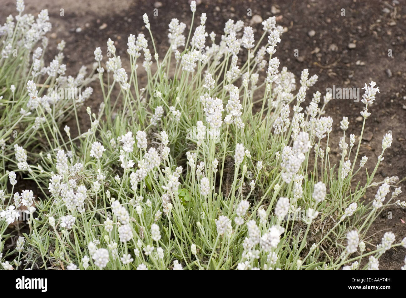 White spring flowers of Dwarf White Lavender lavandula angustifolia v ...