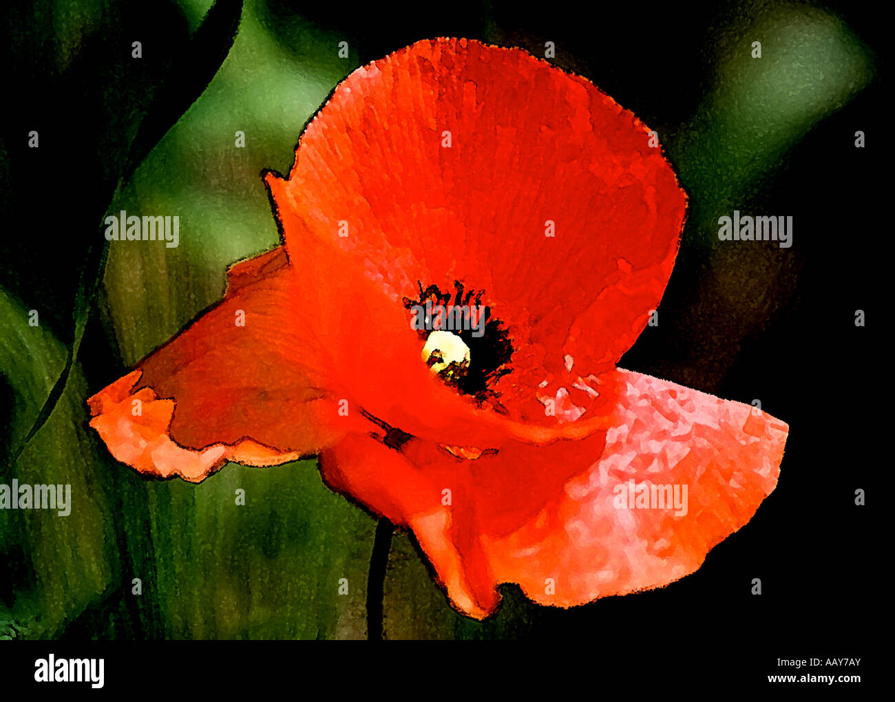 Red poppy with water color impression Stock Photo - Alamy