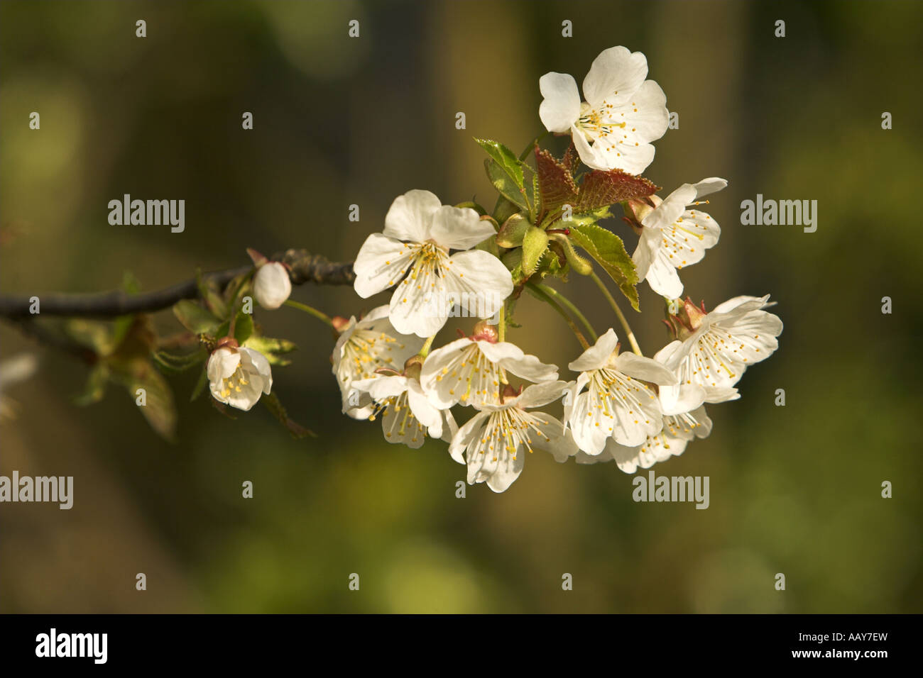 Wild Cherry Prunus avium blossom Keston Common Kent UK spring Stock ...