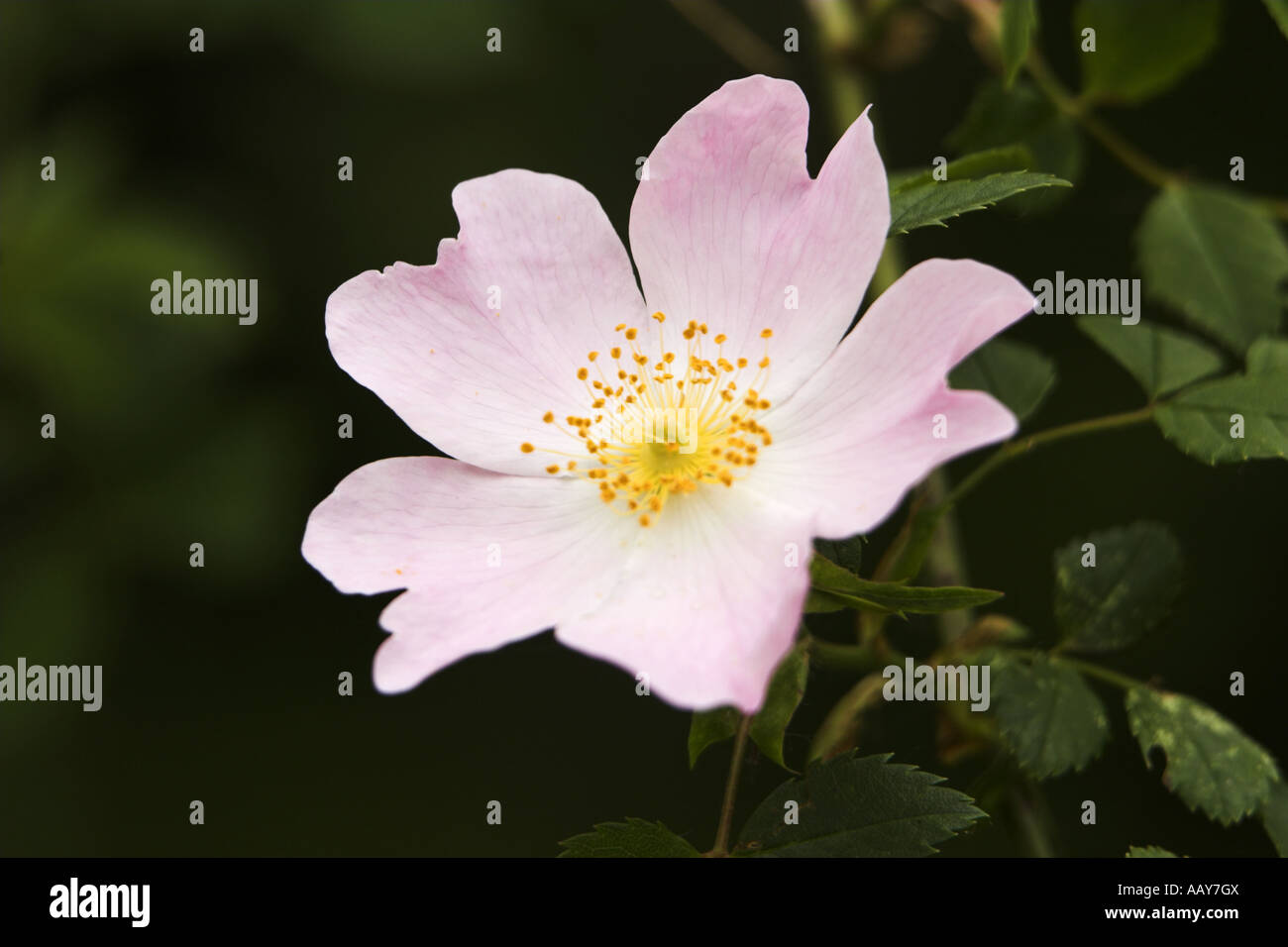 Dog Rose Rosa canina in flower London UK spring Stock Photo - Alamy