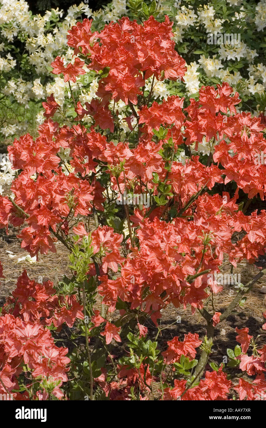 Orange red Azalea spring flowers close up - Rhododendron var Radiant ...
